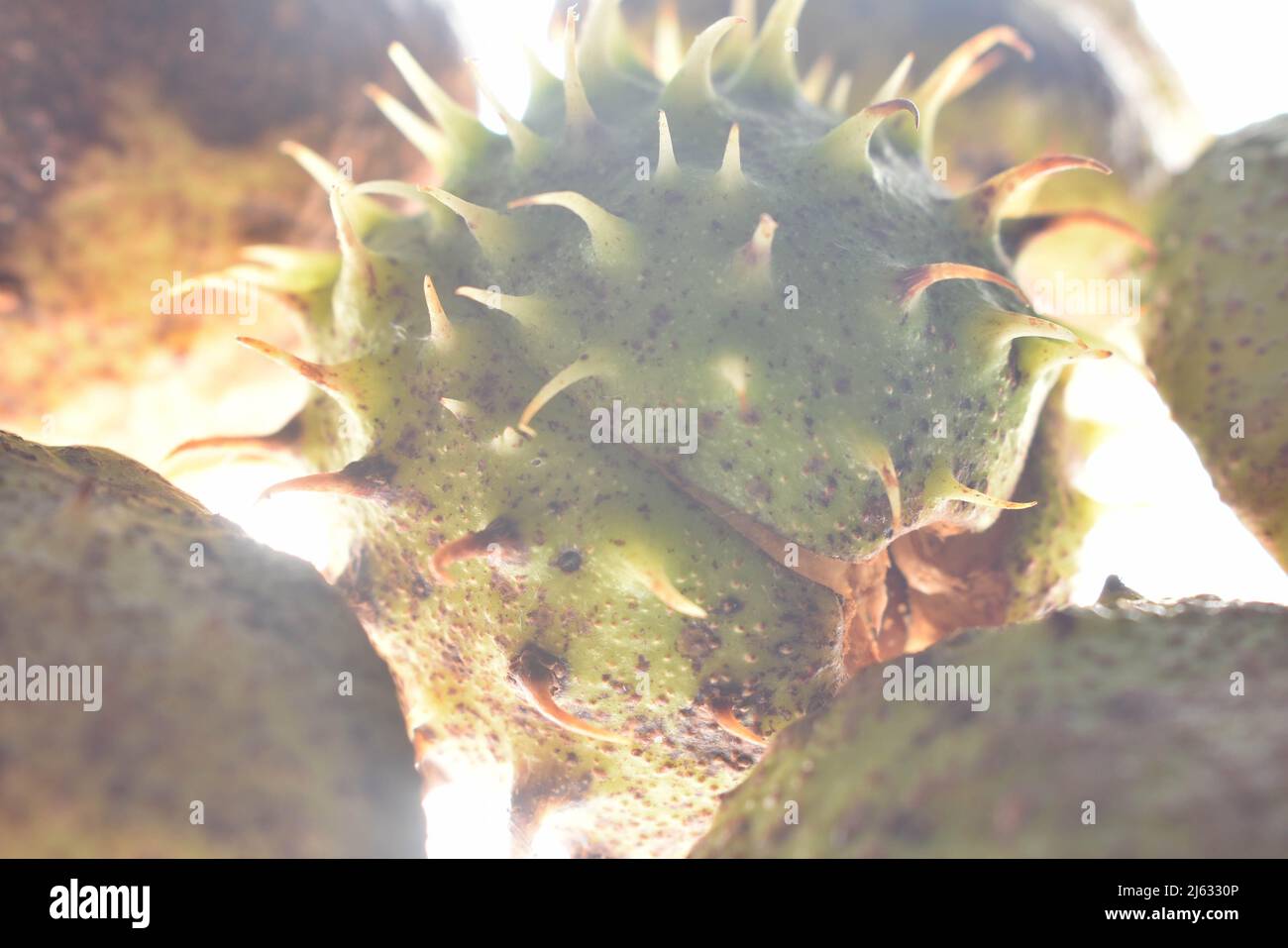 Spikey outer shell hi-res stock photography and images - Alamy