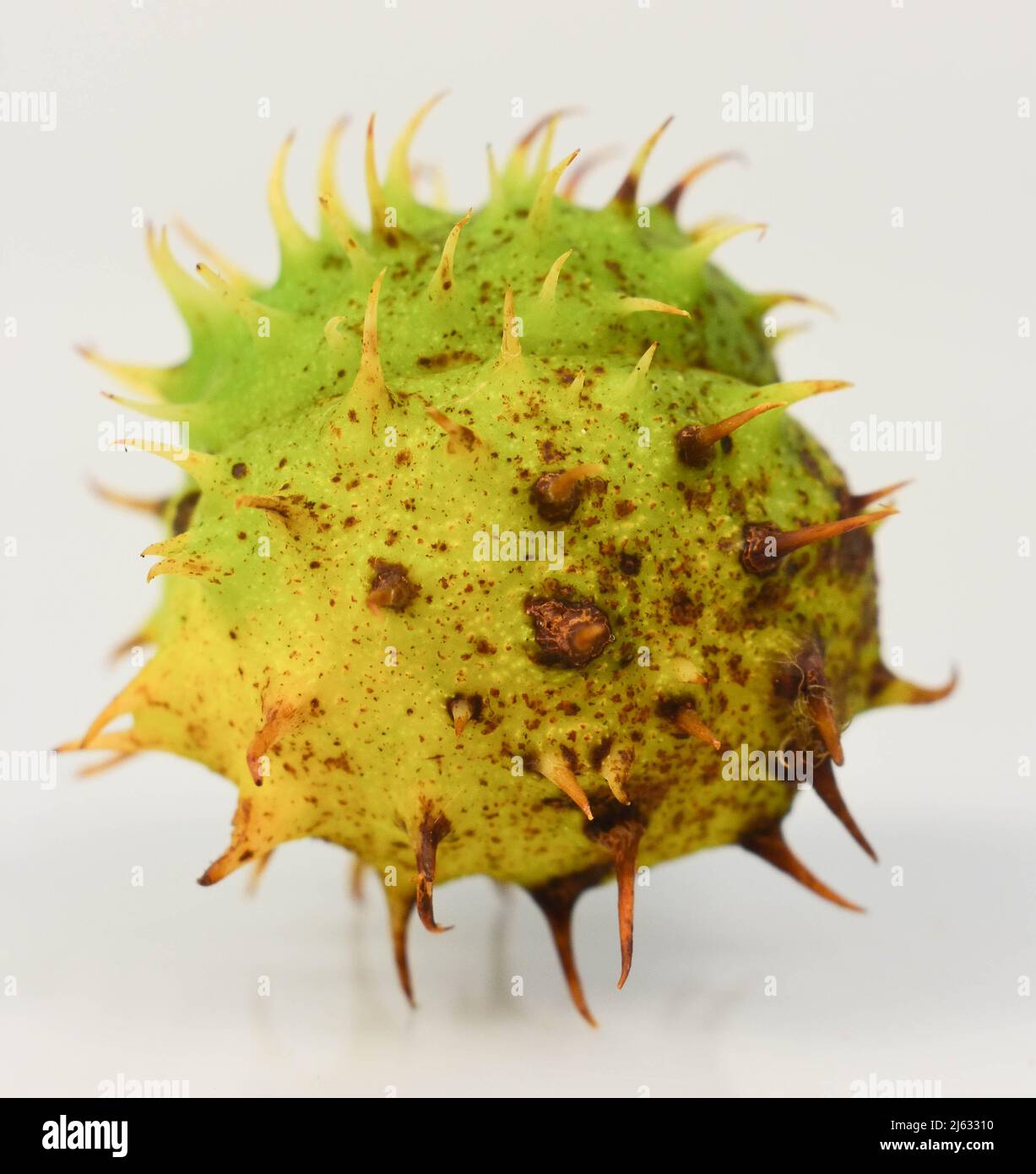 Conker shells hi-res stock photography and images - Alamy