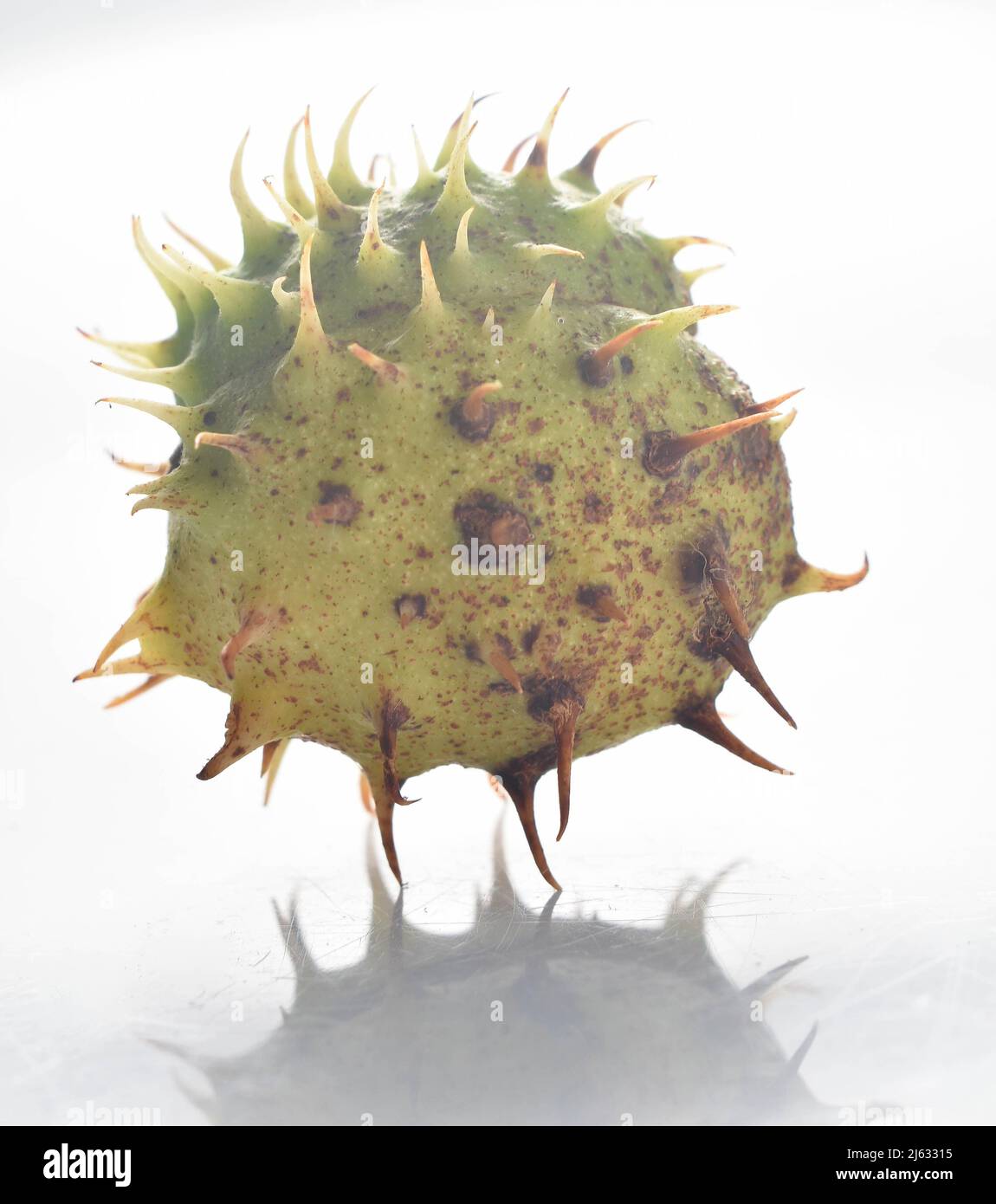 Spikey outer shell hi-res stock photography and images - Alamy