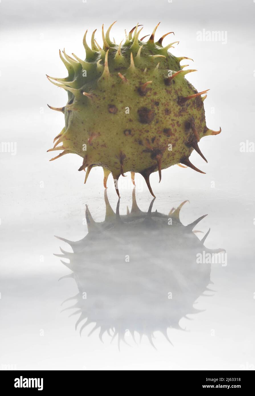 Spikey shells hi-res stock photography and images - Alamy