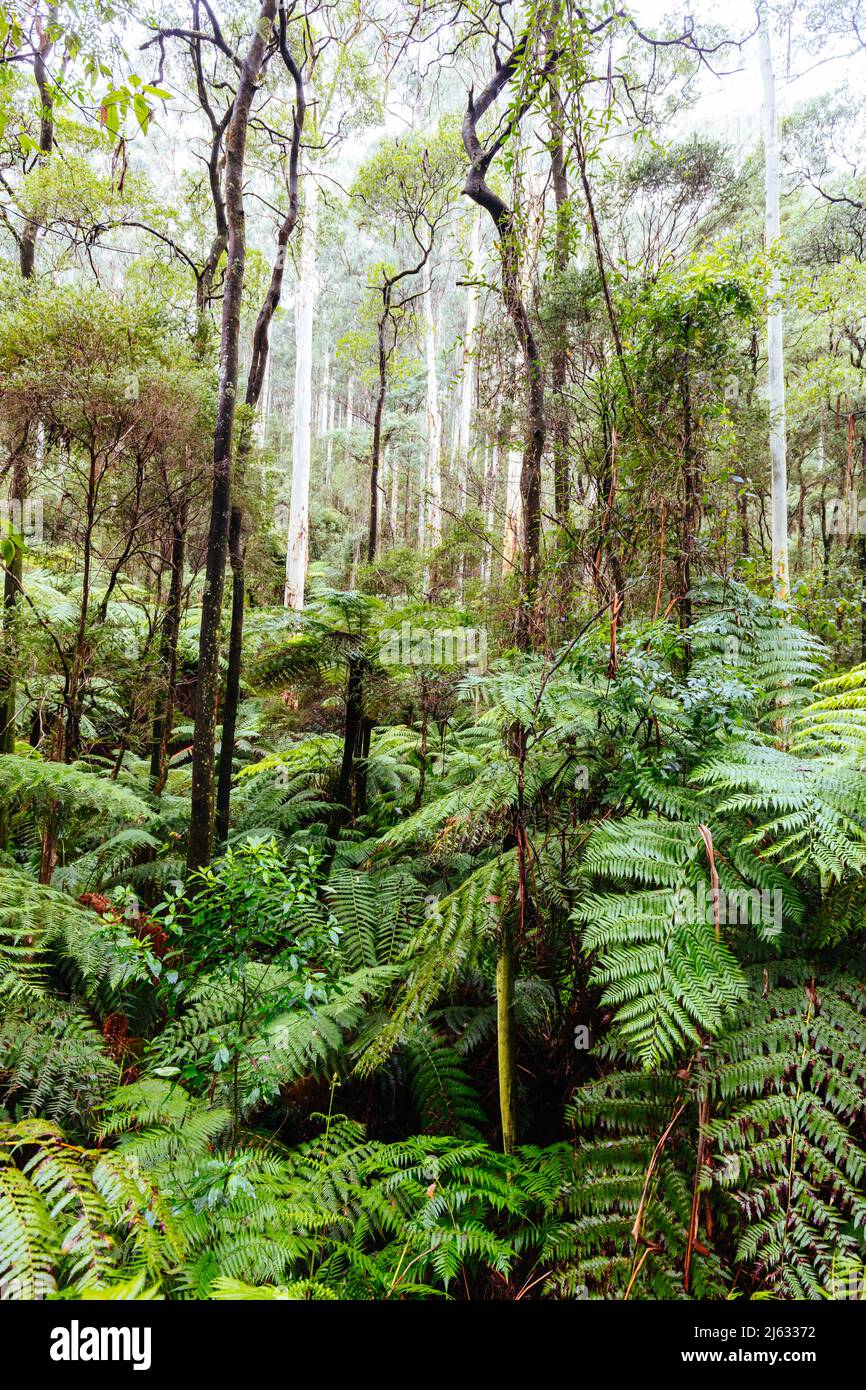 Warburton river walk hi-res stock photography and images - Alamy