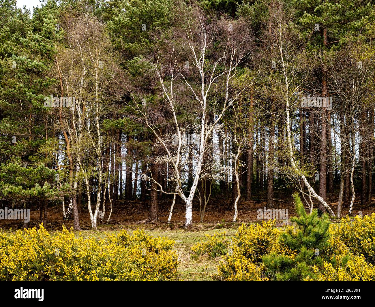Group of pines in front of hi-res stock photography and images - Alamy