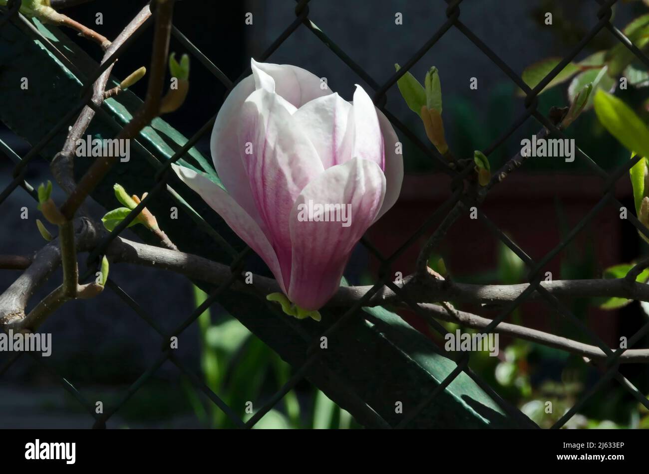 Single bloom of magnolia on a tree branch, delicate, pink and white ...