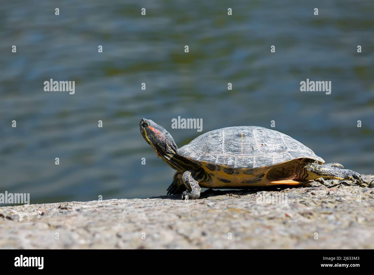 Turtle near pond hi-res stock photography and images - Alamy