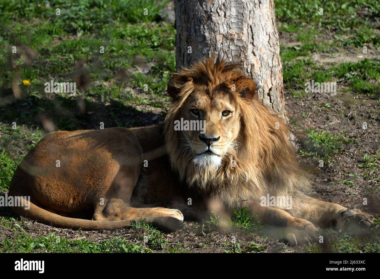 Barbary Lion