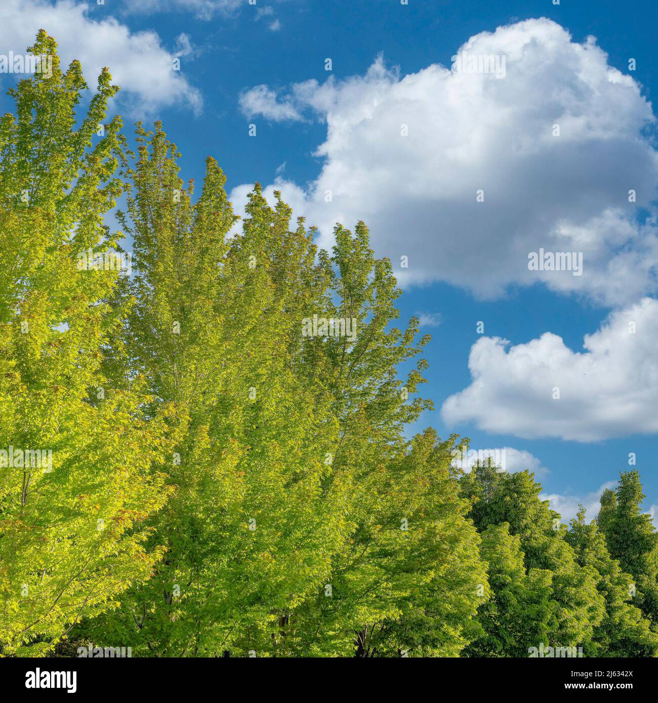 Square White puffy clouds Row of vivid yellow green trees in a ...