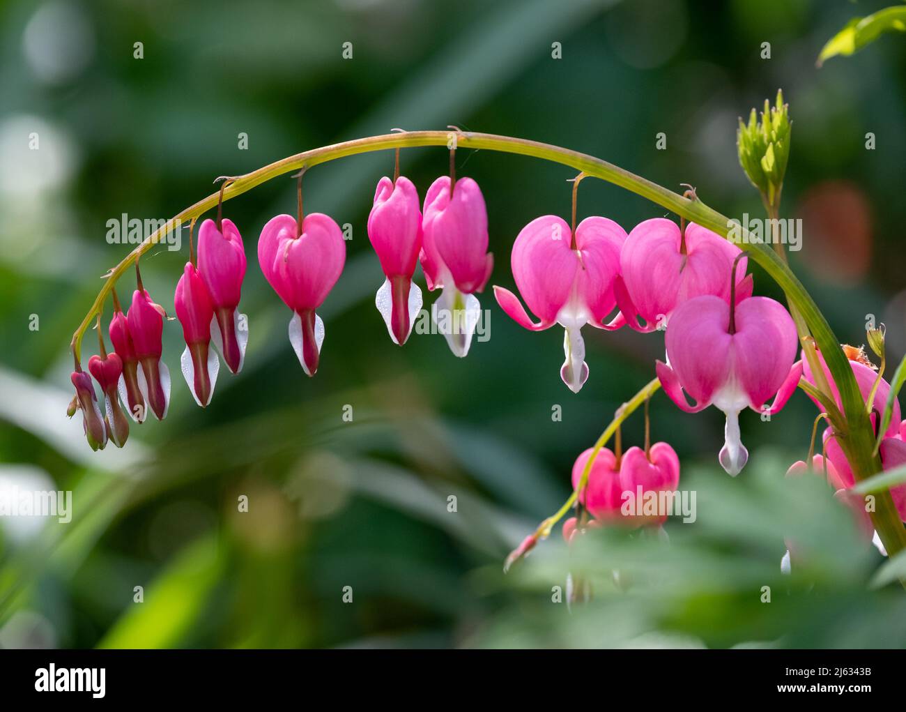 Dicentra, also known as Bleeding Hearts, perfect little pink and white ...
