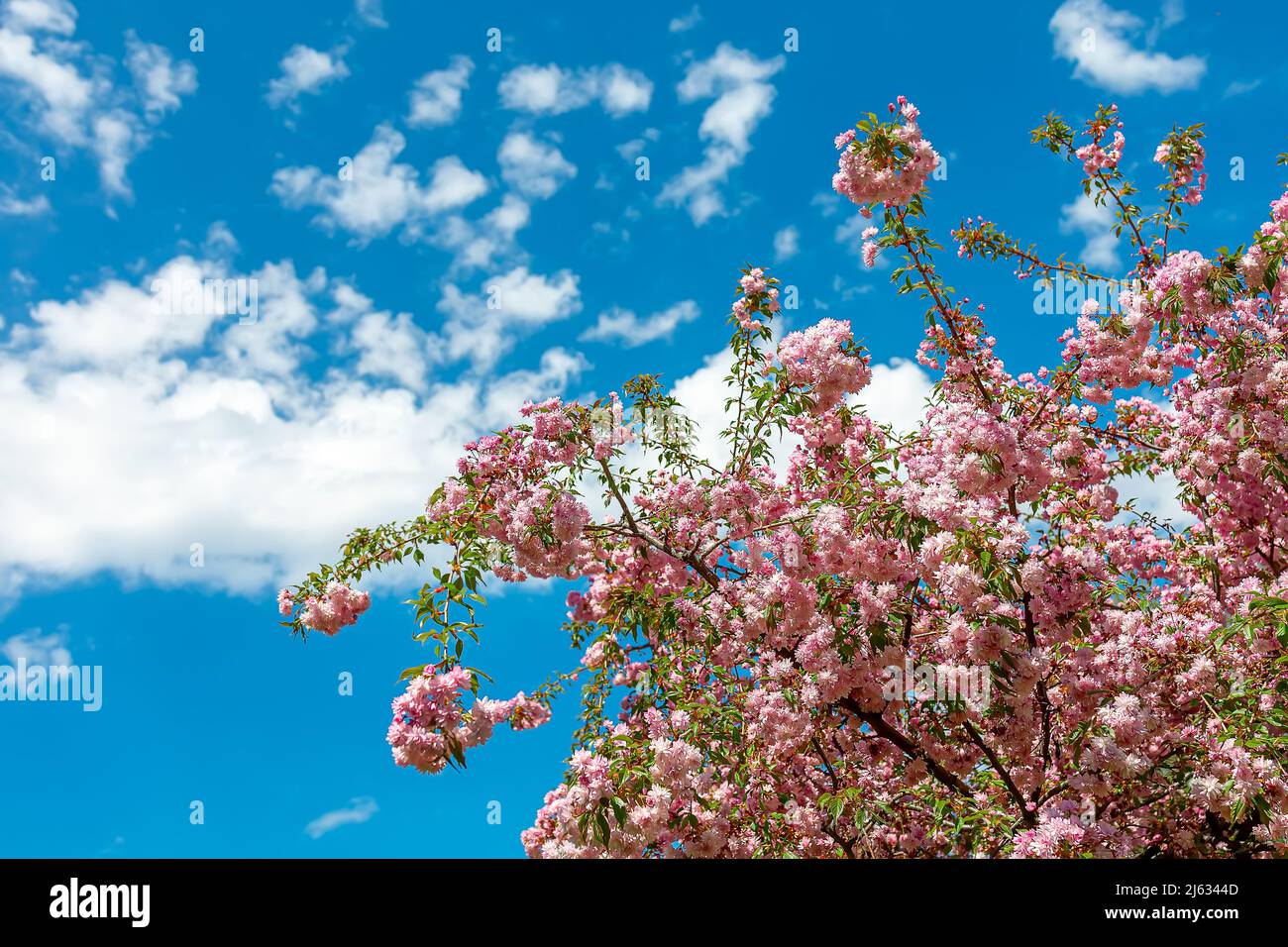 beautiful Clouds in the blue sky around which the sakura garden that ...