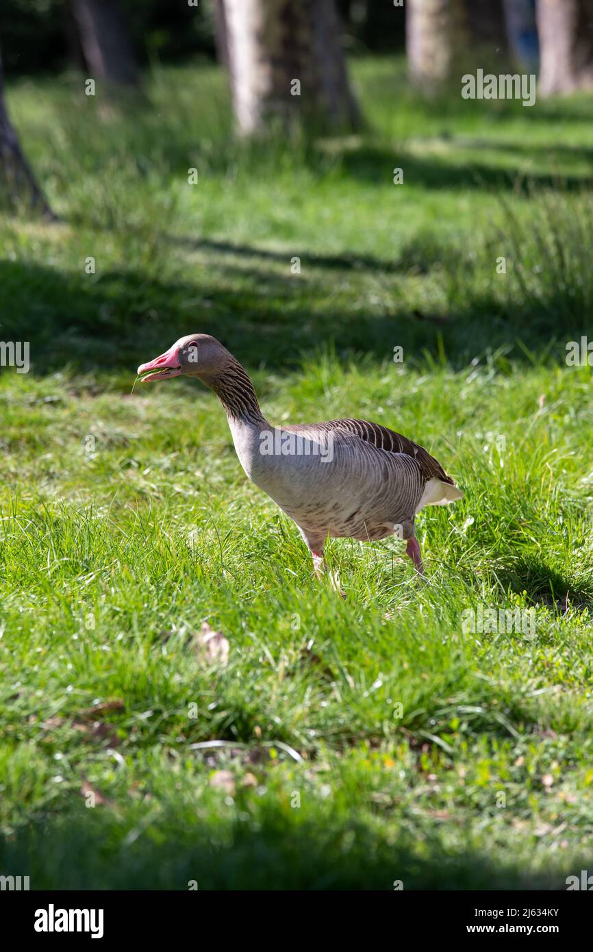 Beautiful goose portrait in a meadow Stock Photo - Alamy