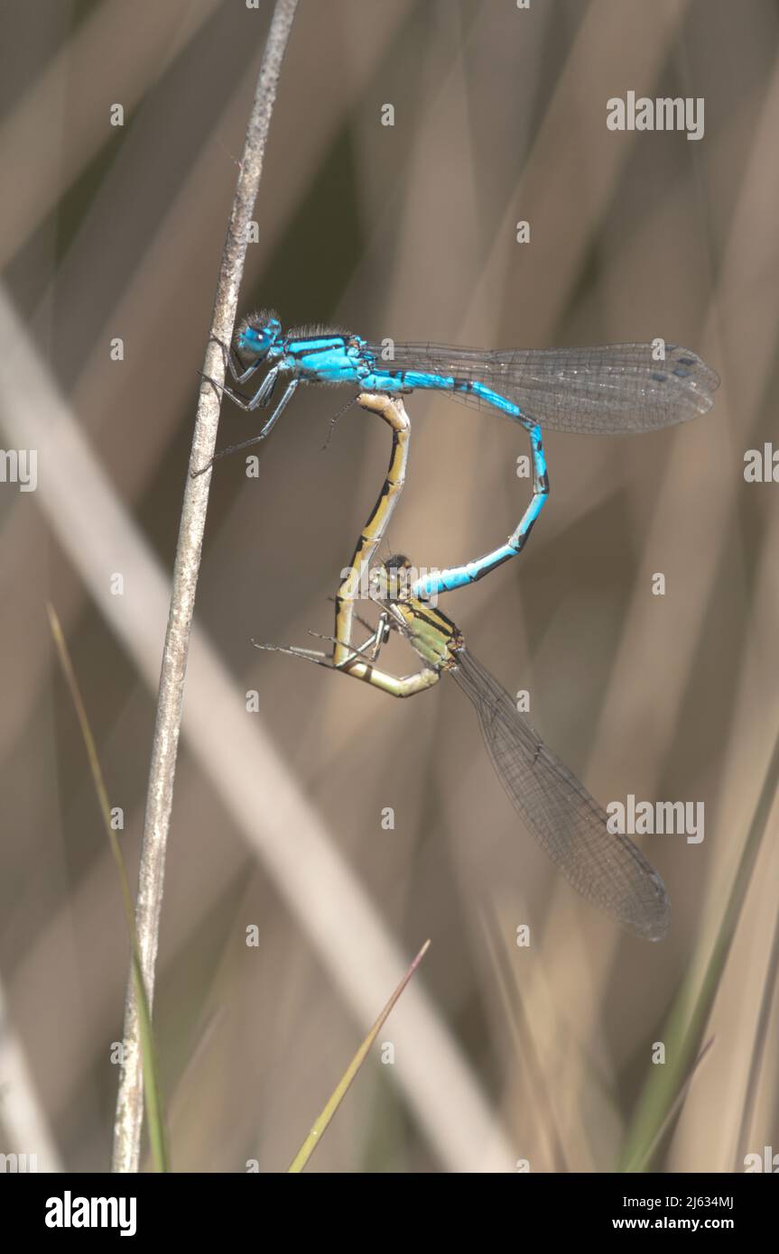Mating wheel hi-res stock photography and images - Alamy