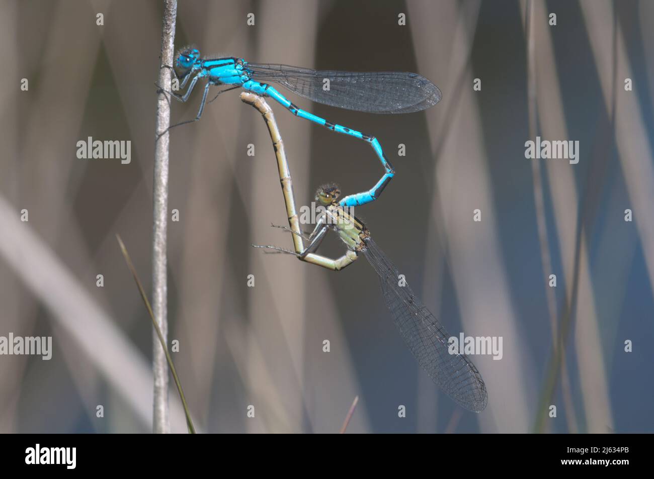 Common blue damselfly, Enallagma cyathigerum, Pair mating in wheel position on single stem. June ...