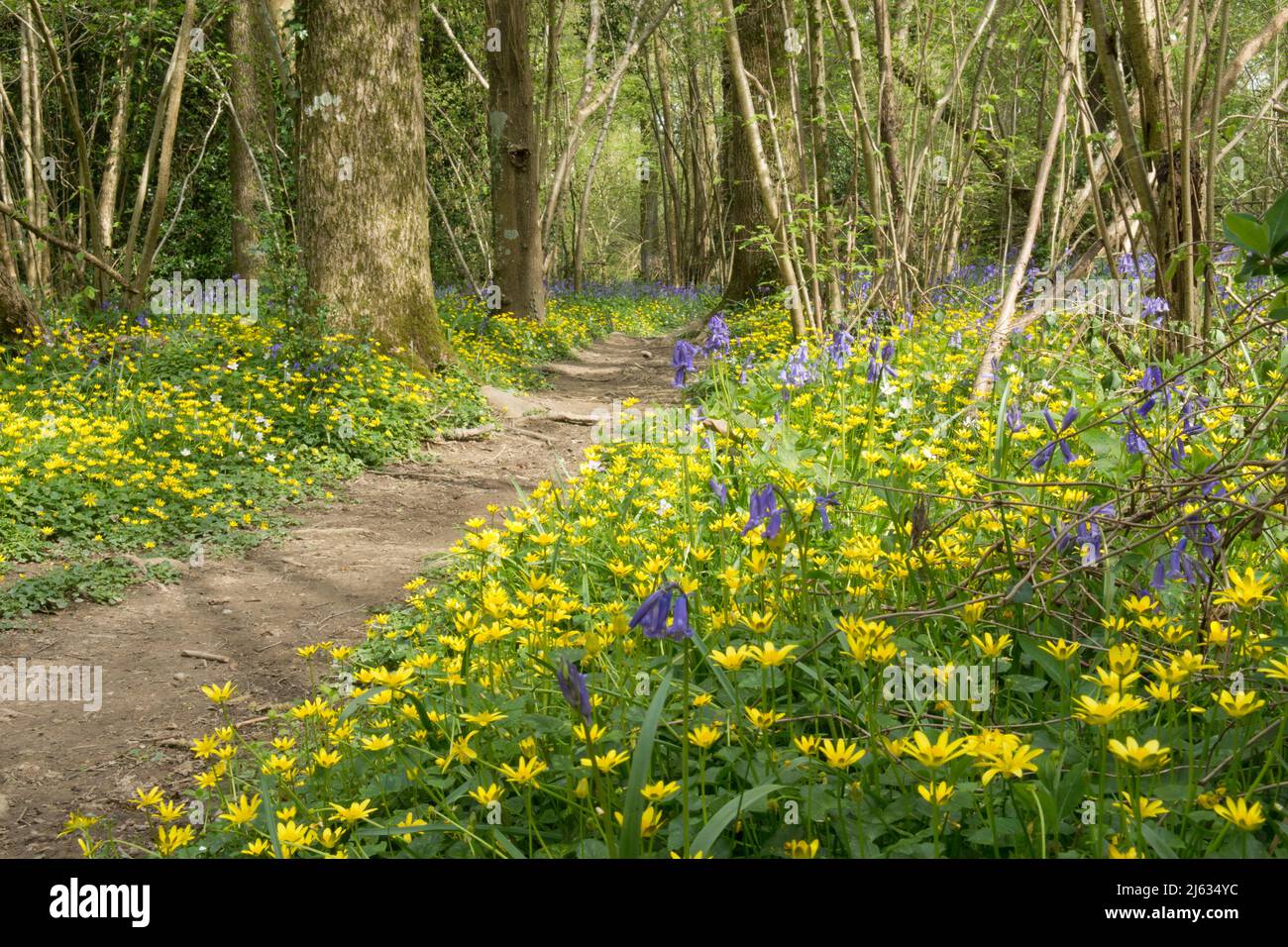Lesser celandine trees hi-res stock photography and images - Alamy