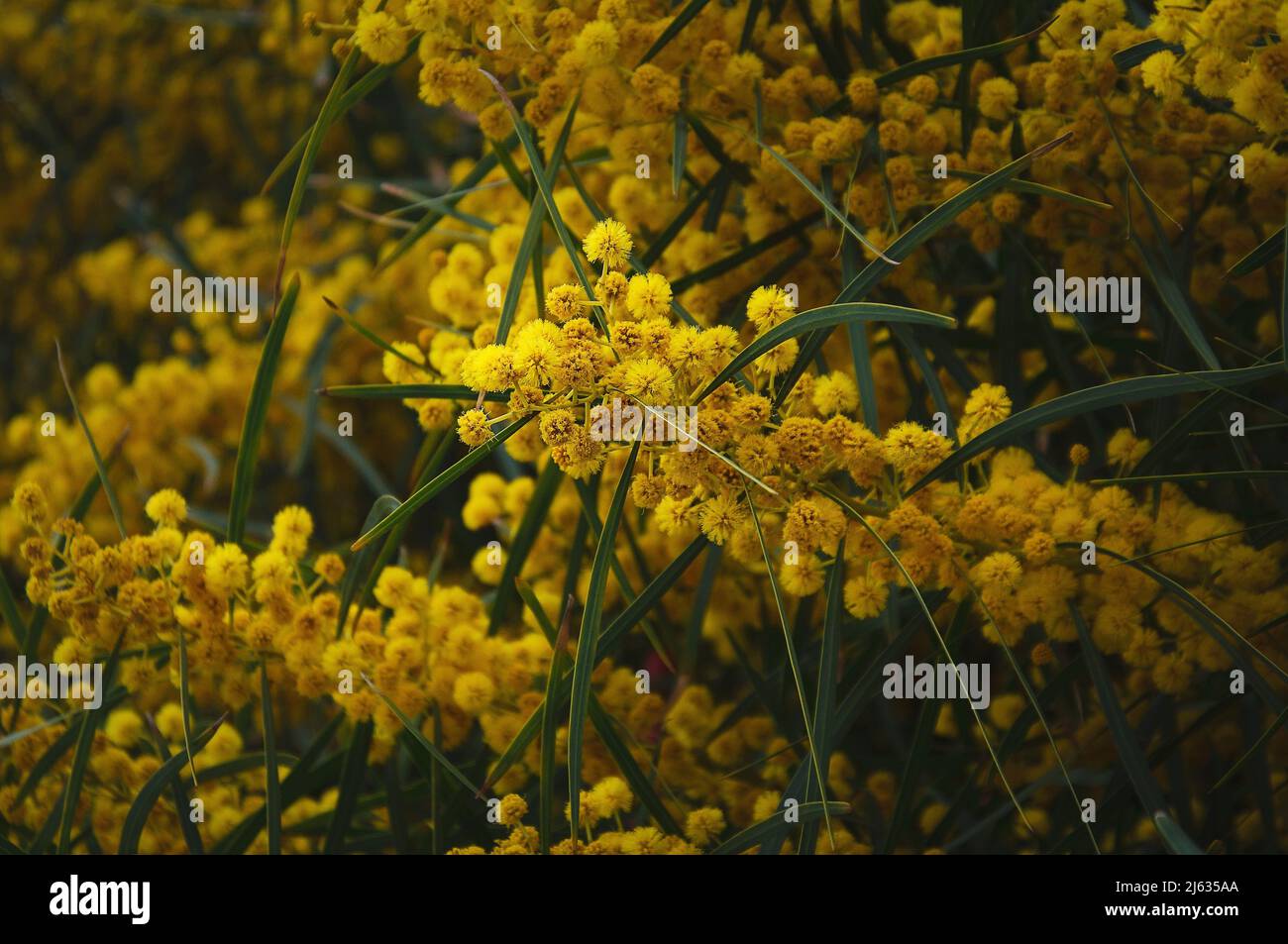 The blossoming Italian island of Sardinia. The ubiquitous yellow acacia ...
