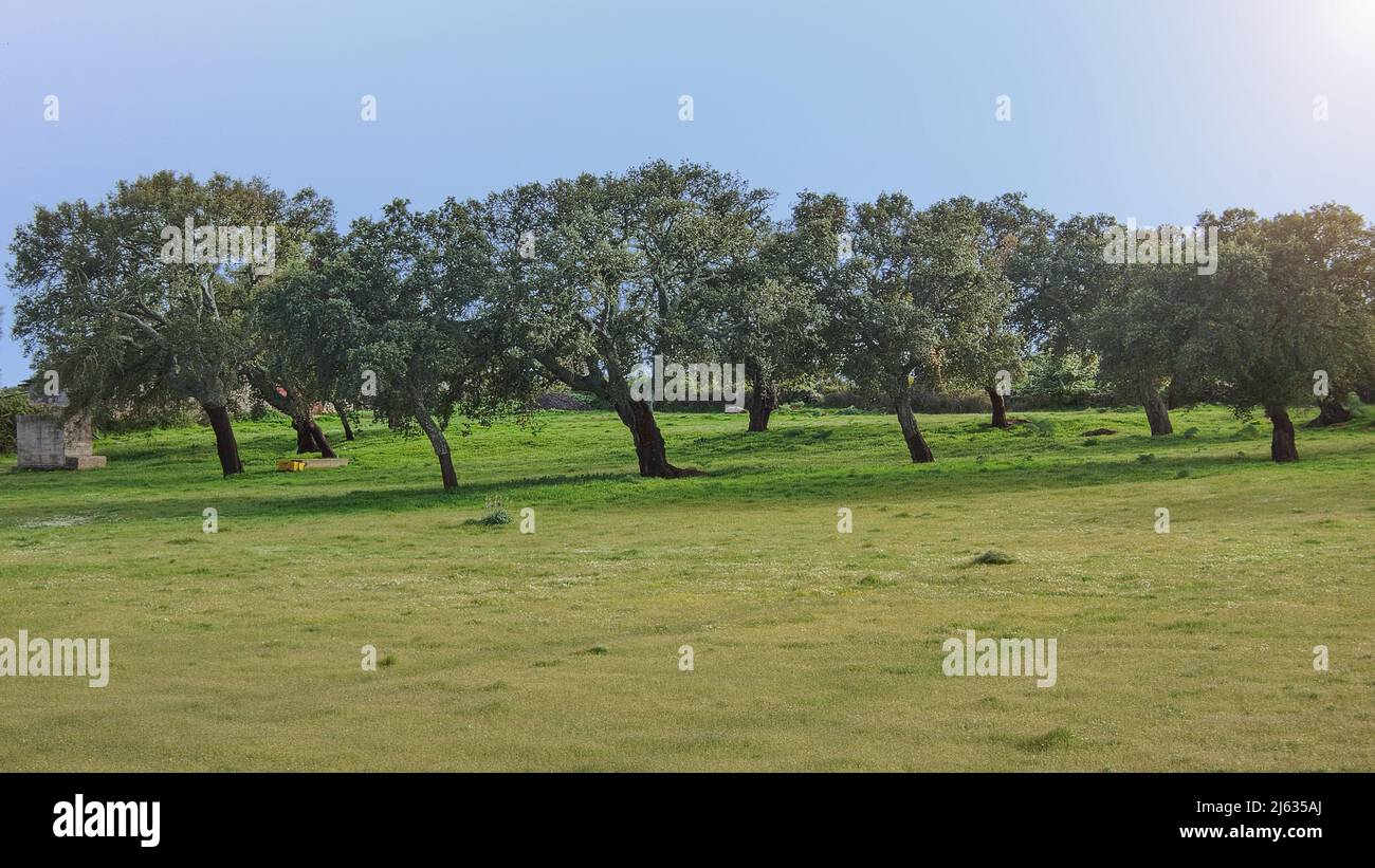 The blossoming Italian island of Sardinia. Cork oak (Quercus suber) is ...