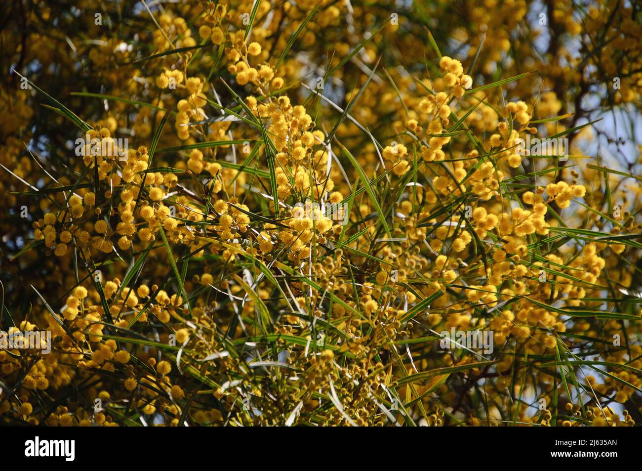 The blossoming Italian island of Sardinia. The ubiquitous yellow acacia ...