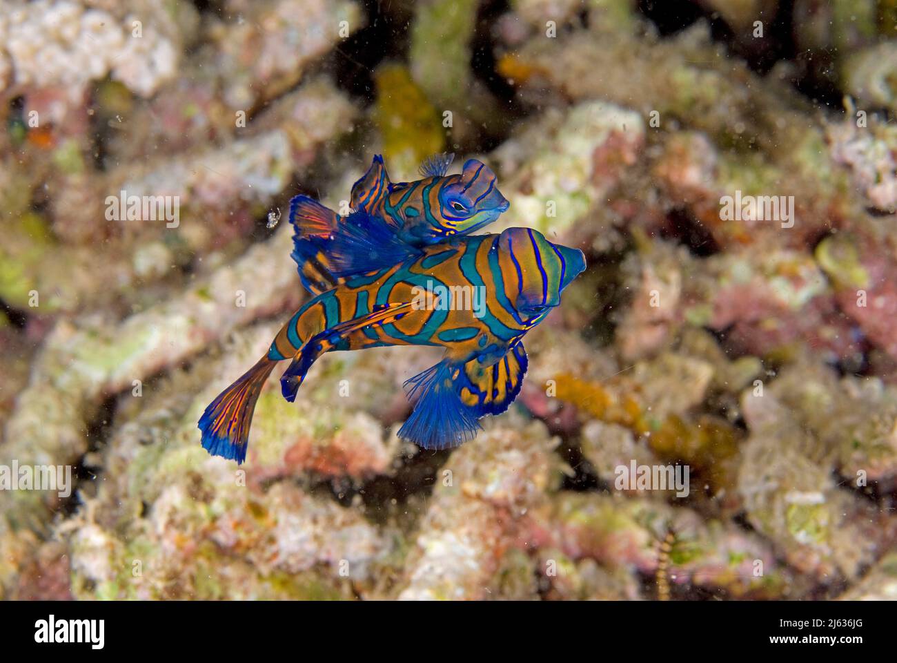 Mandarin fish hi-res stock photography and images - Alamy