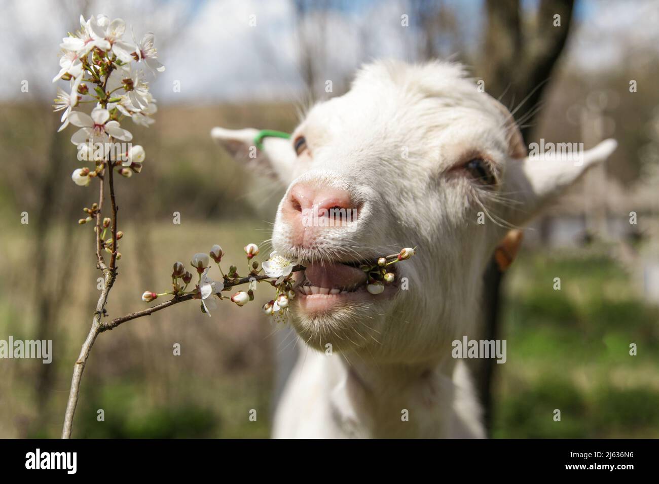 Naughty and cute goat eating fresh apricot blossom branch tree. Humor ...