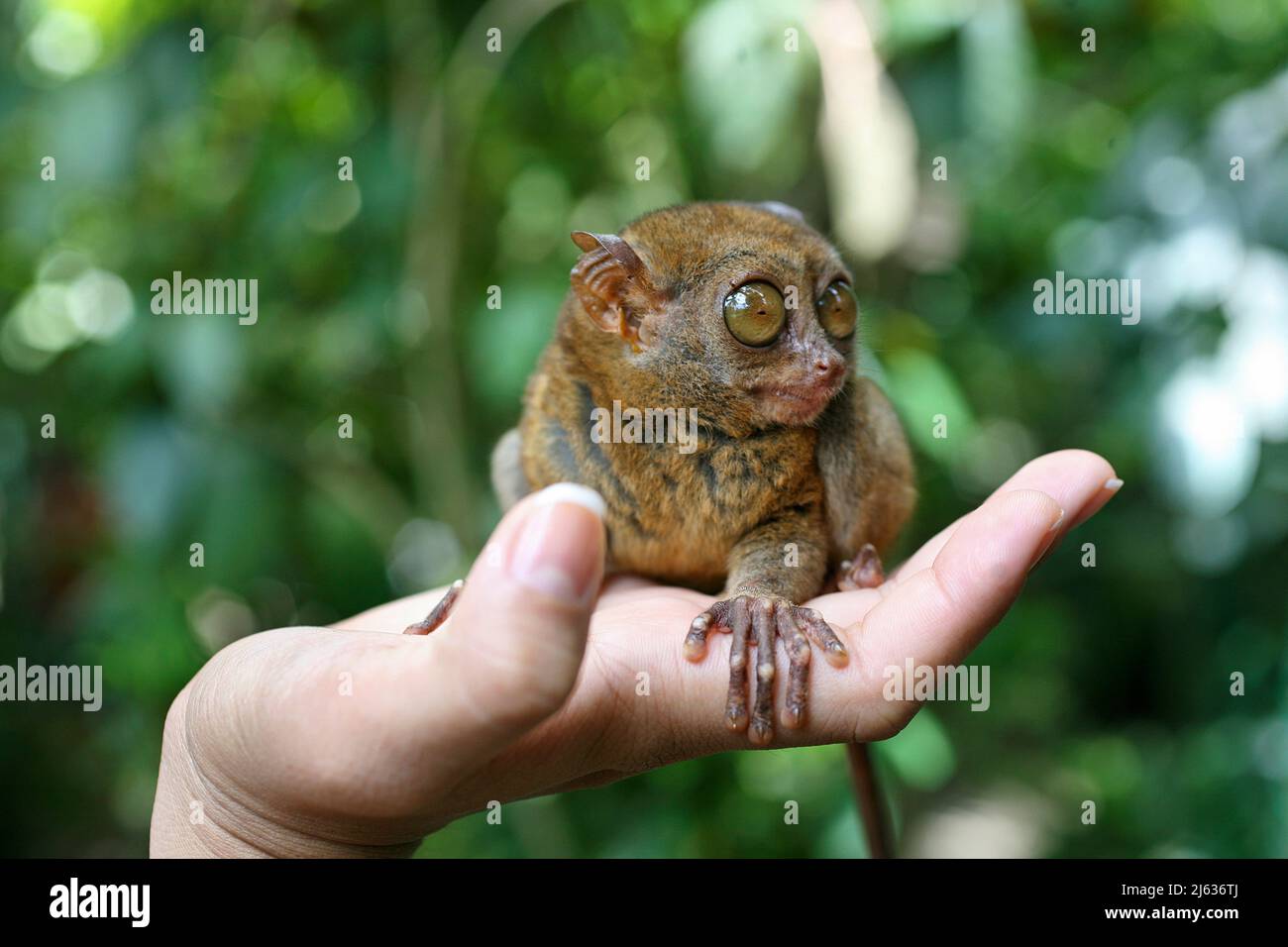 Philippine Tarsier