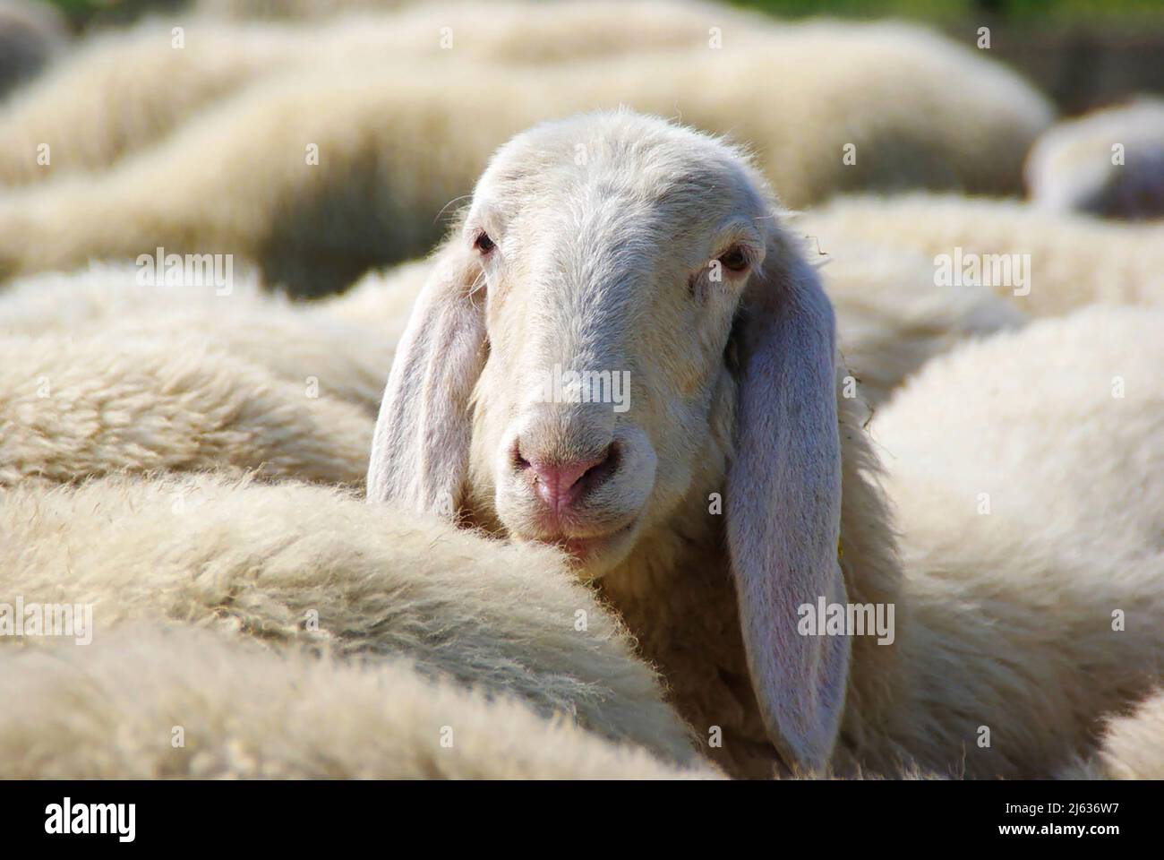 Animaux moutons hi-res stock photography and images - Alamy