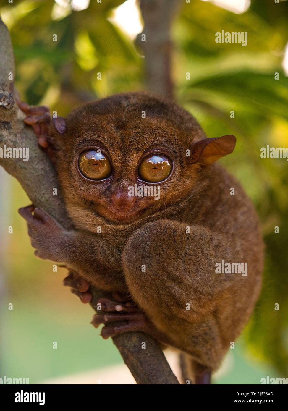 Philippine tarsier (Tarsius syrichta) world's smallest monkey ...