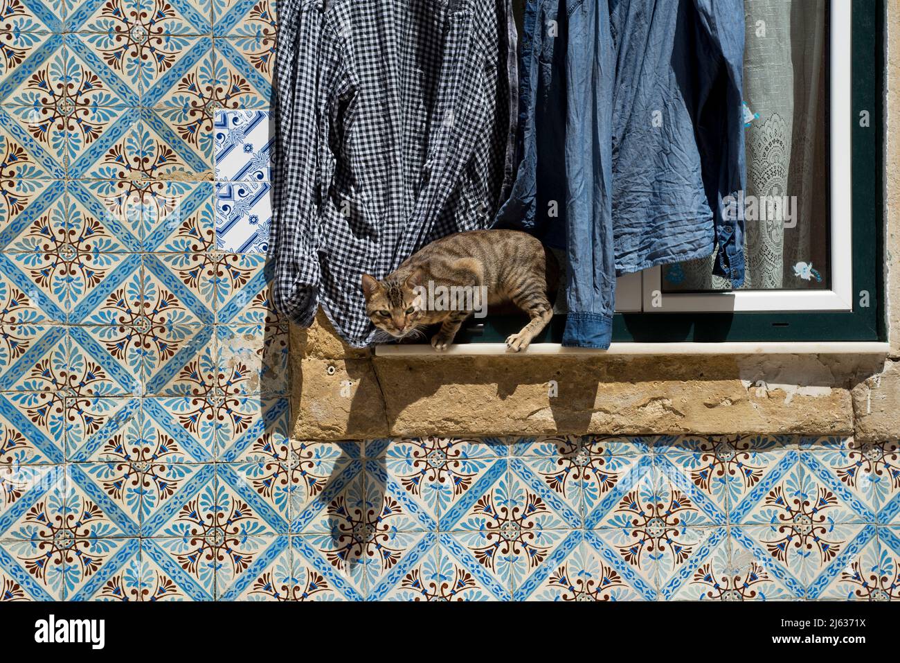 Cat on a window in Lisbon Stock Photo - Alamy
