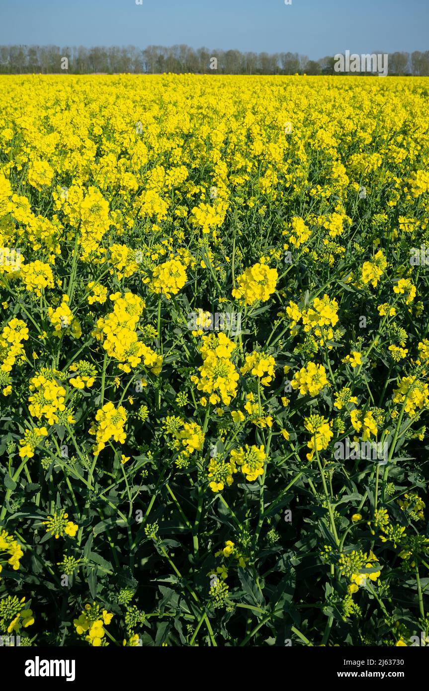 Field with flowering mustard plant. Beautiful yellow flowers of sinapis ...