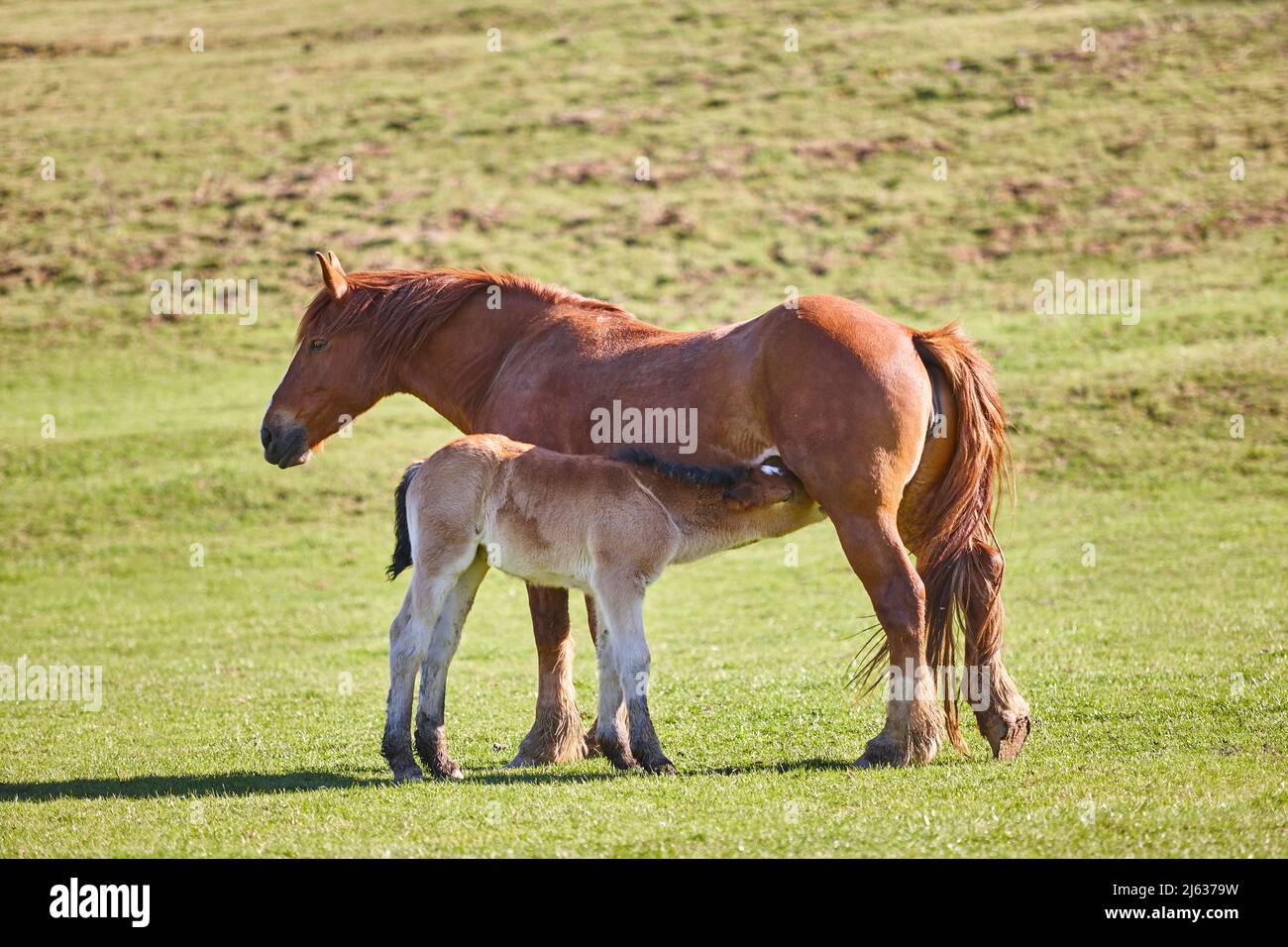 Mare horse breastfeeding a newborn in the countryside. Equine livestock ...