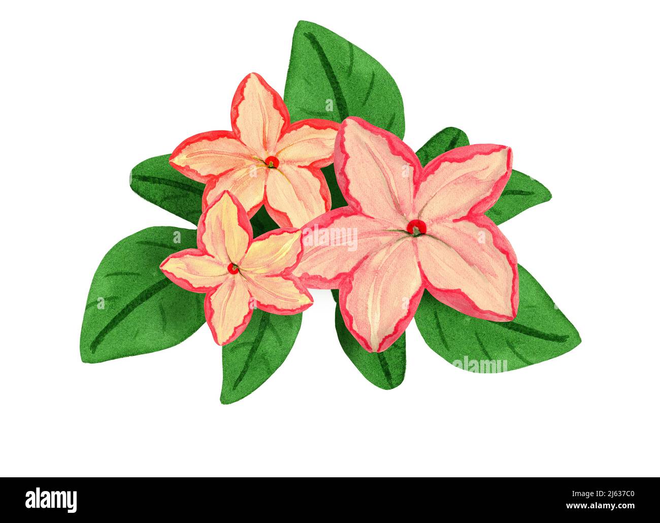 Fig flowers with leaves isolated on white background. Watercolor ...