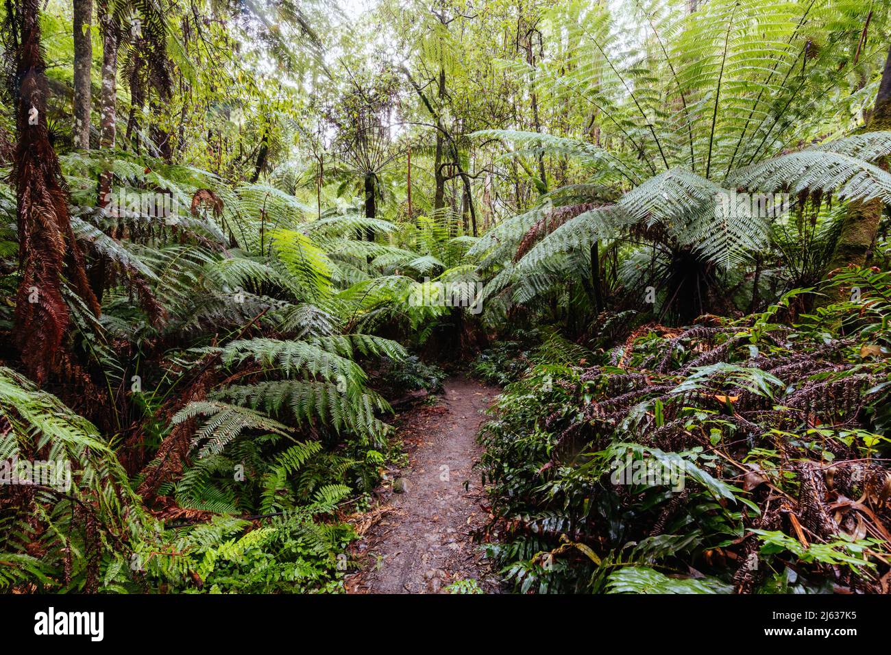 Warburton river walk hi-res stock photography and images - Alamy