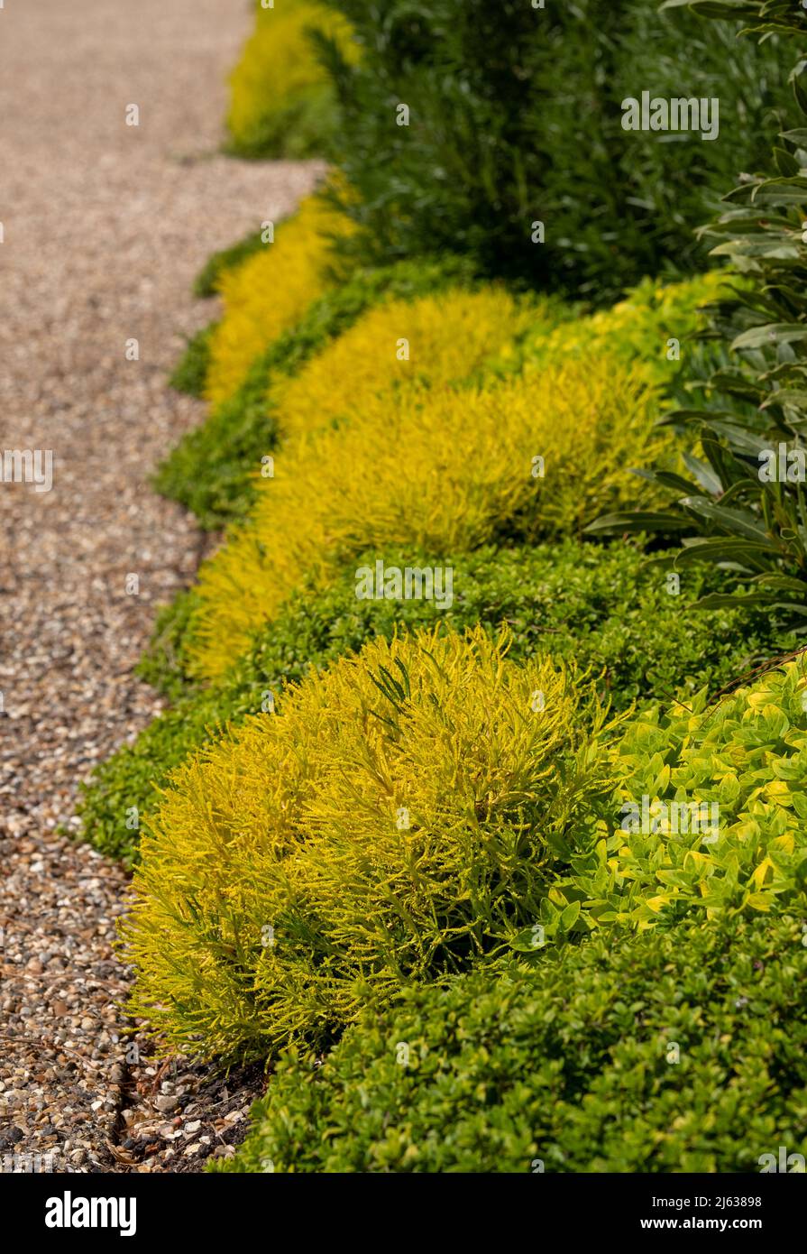 Clumpy plants hi-res stock photography and images - Alamy
