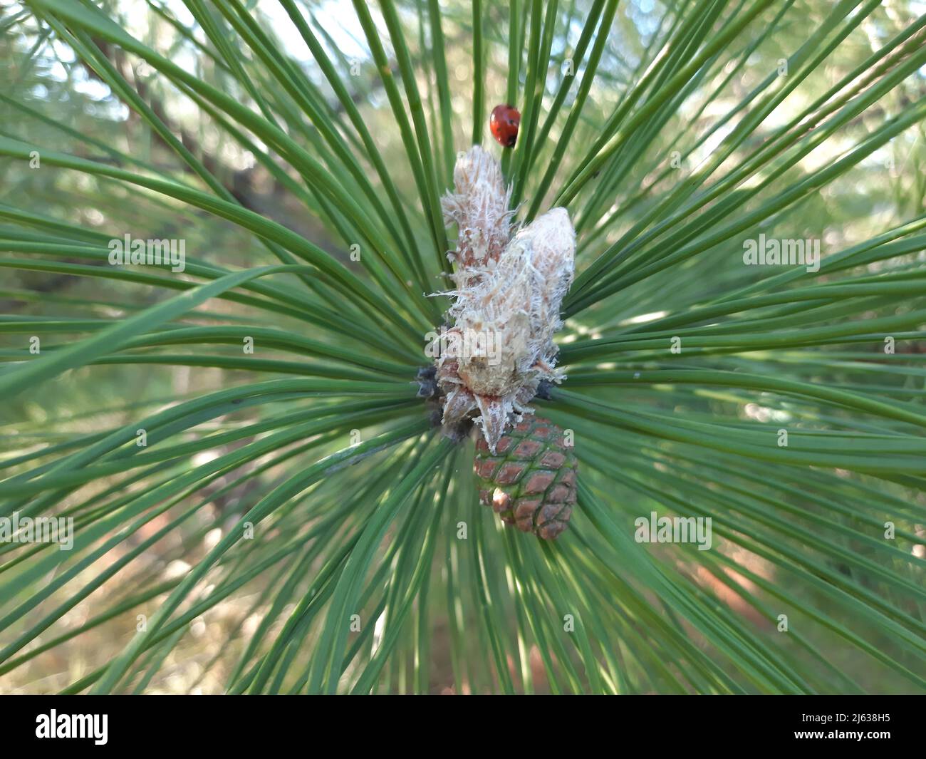 Young branches of spruce close-up. Soft green little fir branches ...