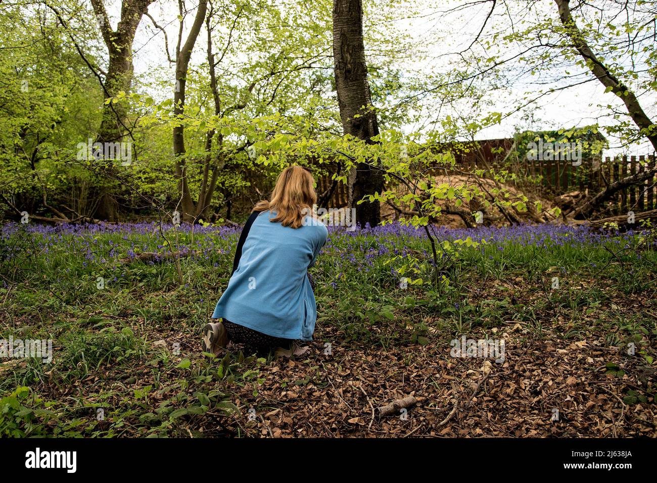 A woman crouches down to take photographs of bluebells on her camera ...