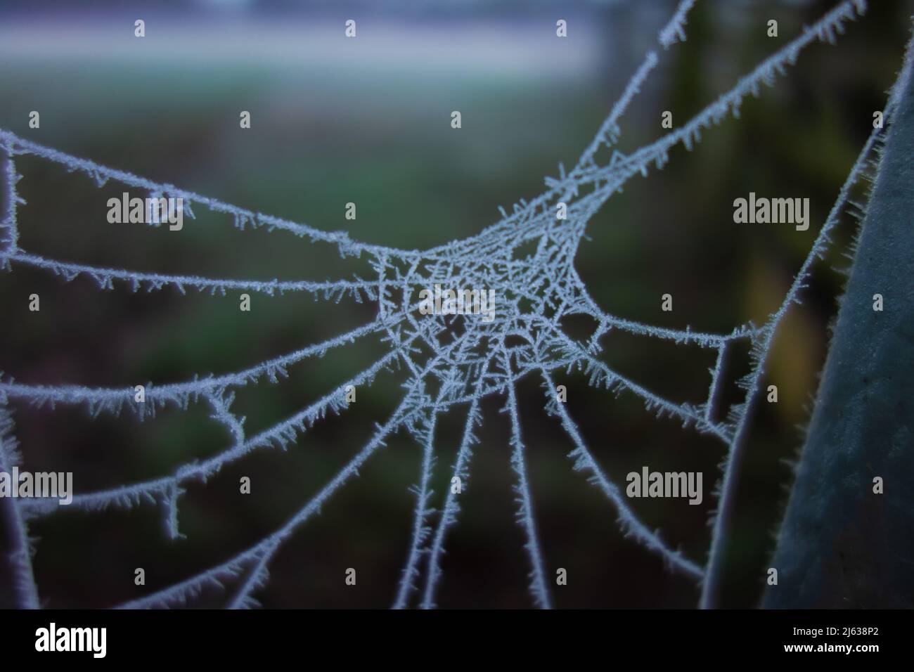 detail of a frozen spiders web isolated on a natural dark green ...