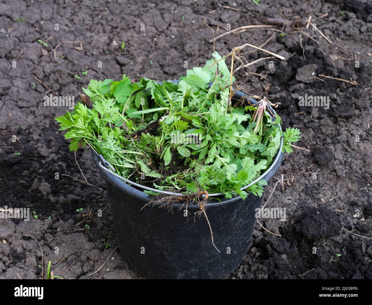 Weed bucket hi-res stock photography and images - Alamy