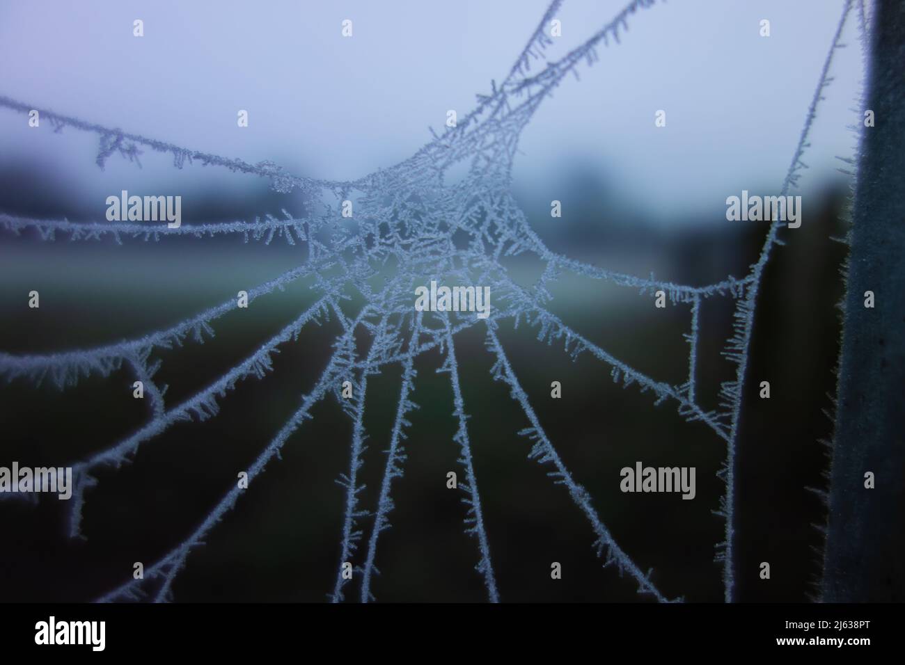 Spiders web frost garden hi-res stock photography and images - Alamy