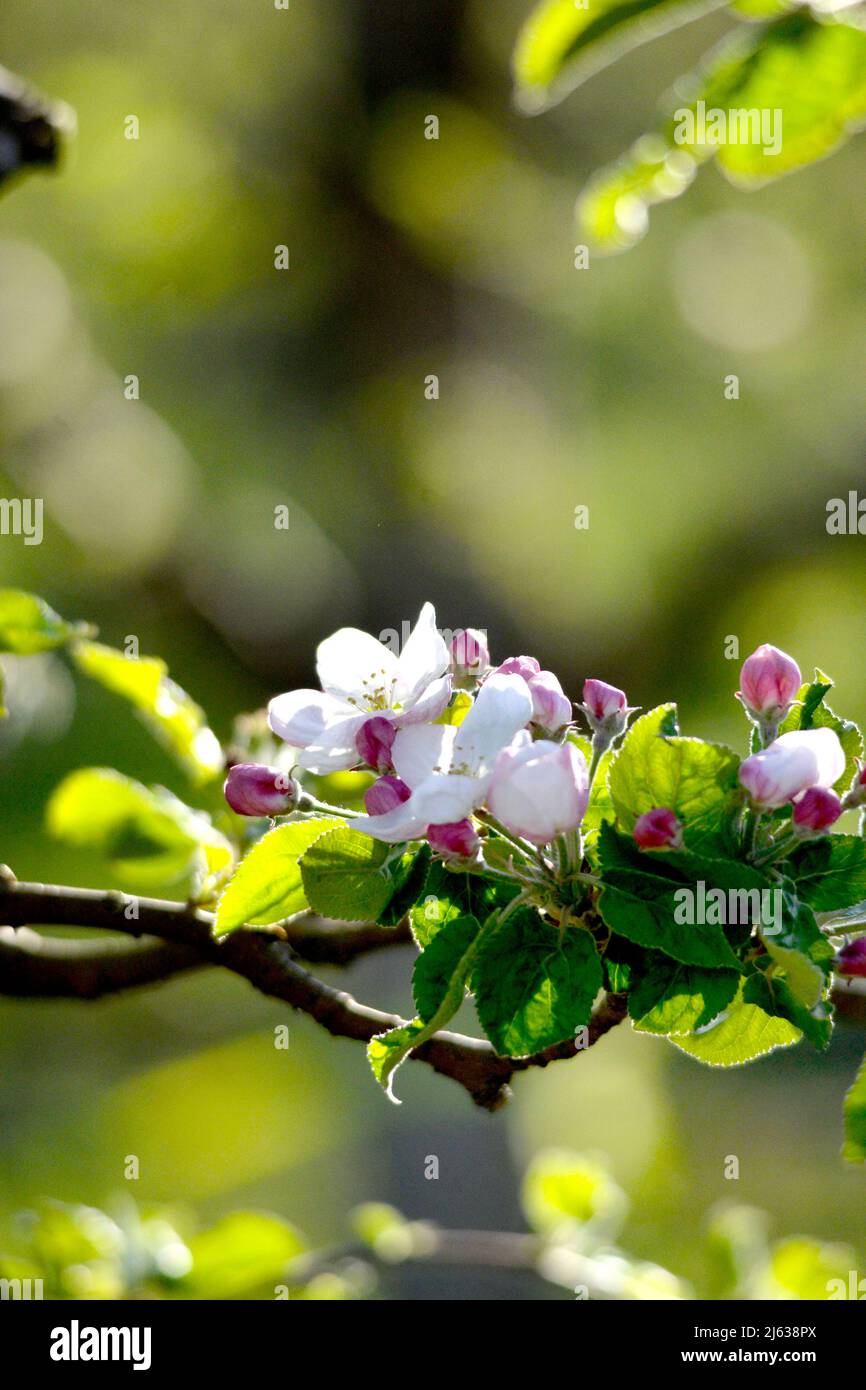 blossoming apple tree in an orchard in spring Stock Photo - Alamy