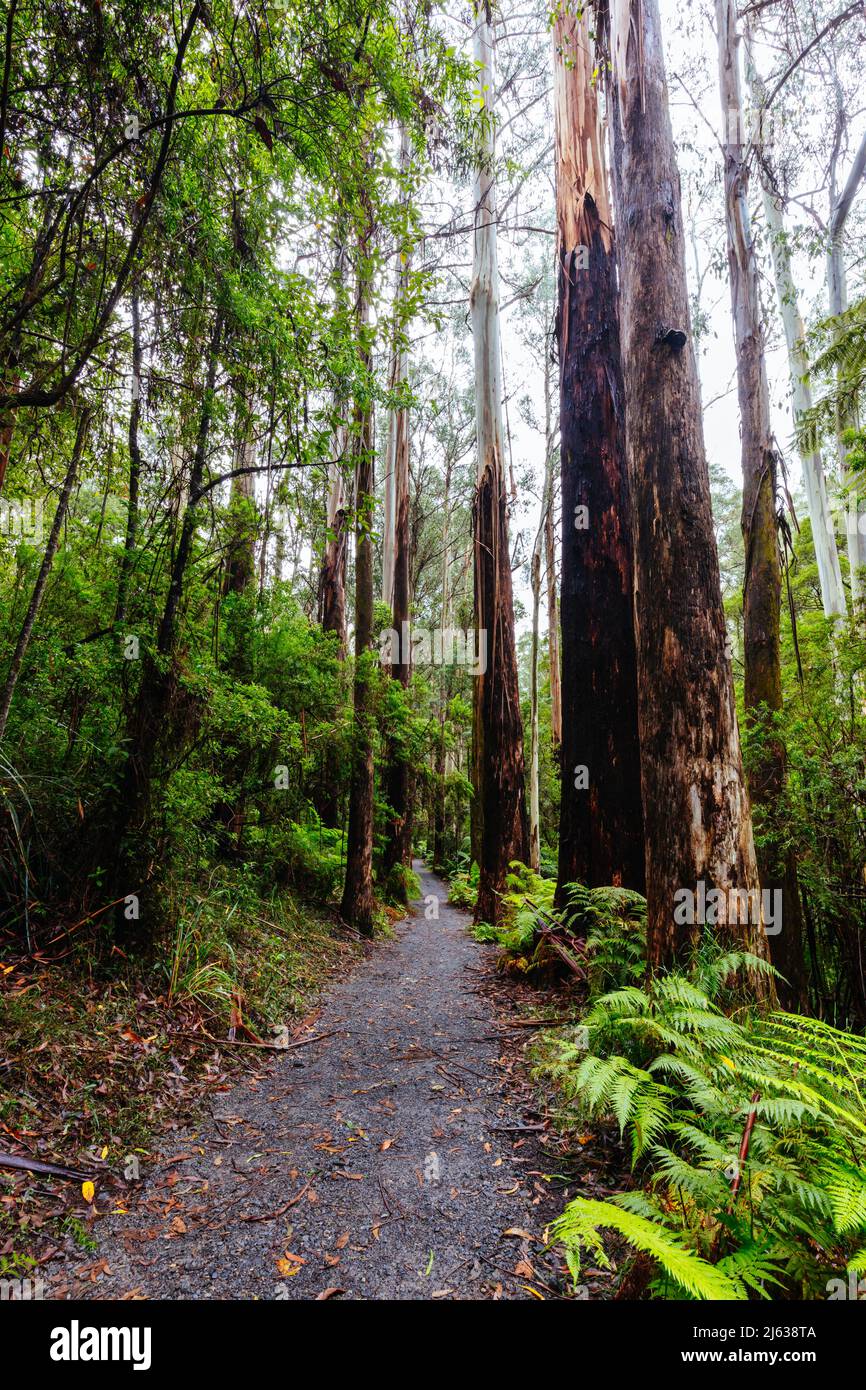 Warburton river walk hi-res stock photography and images - Alamy