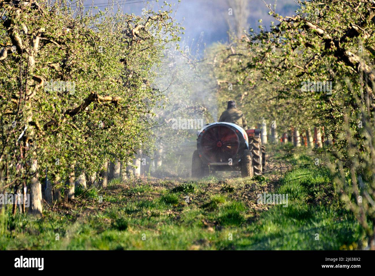 farmer spraying apple orchard with pesticide Stock Photo - Alamy