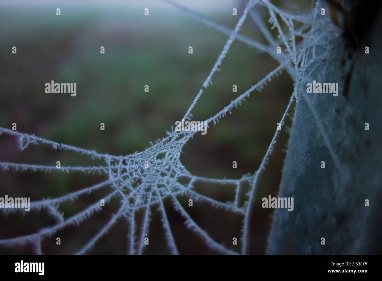 frozen spiders web on a metal gate isolated on a natural dark green ...