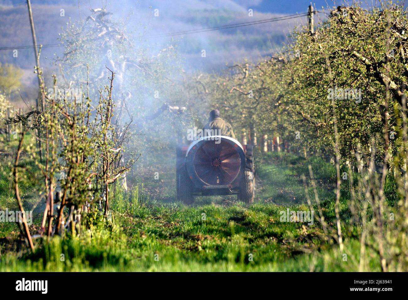 spraying apple orchard in spring before blossoming Stock Photo - Alamy