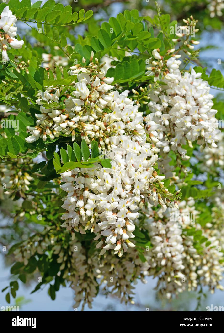 Blooming black locust, Robinia pseudoacacia, in spring Stock Photo - Alamy