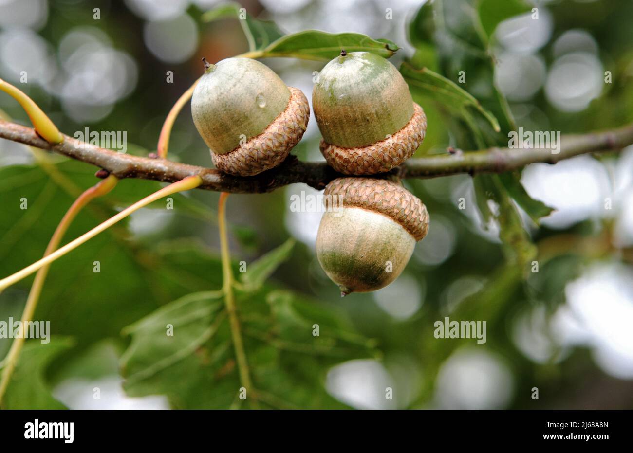 Three acorns growing clustered on the branch of an oak tree Stock Photo ...
