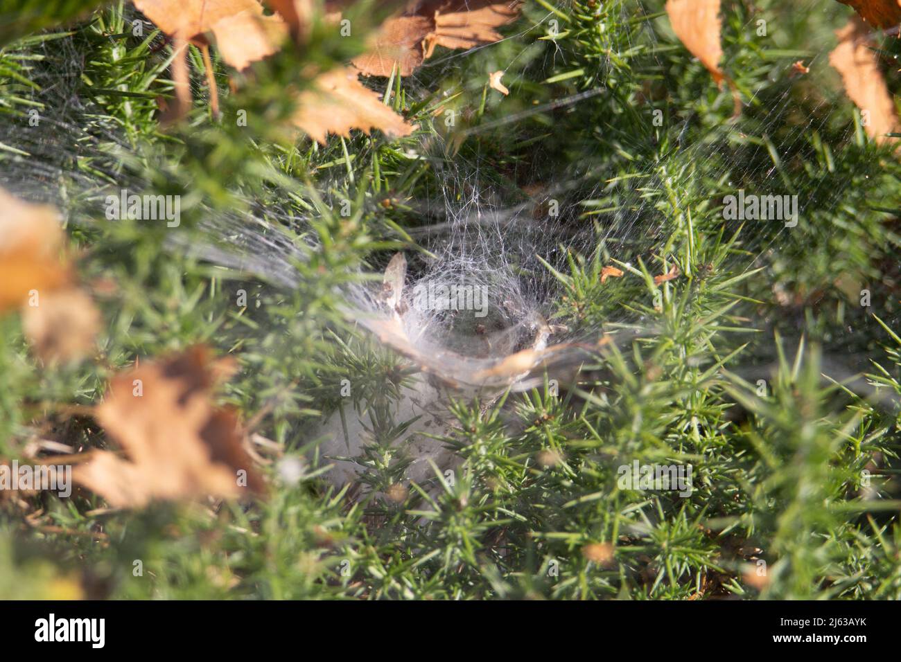 Spiky flowering shrub hi-res stock photography and images - Alamy