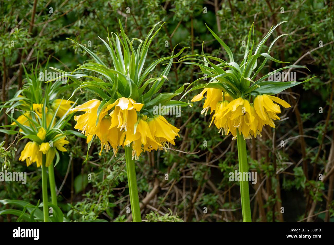 yellow flowers of the Fritillaria Imperialis also known as Imperial ...