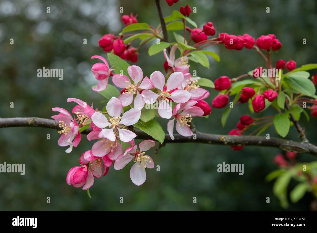Japanese crabapple tree hi-res stock photography and images - Alamy