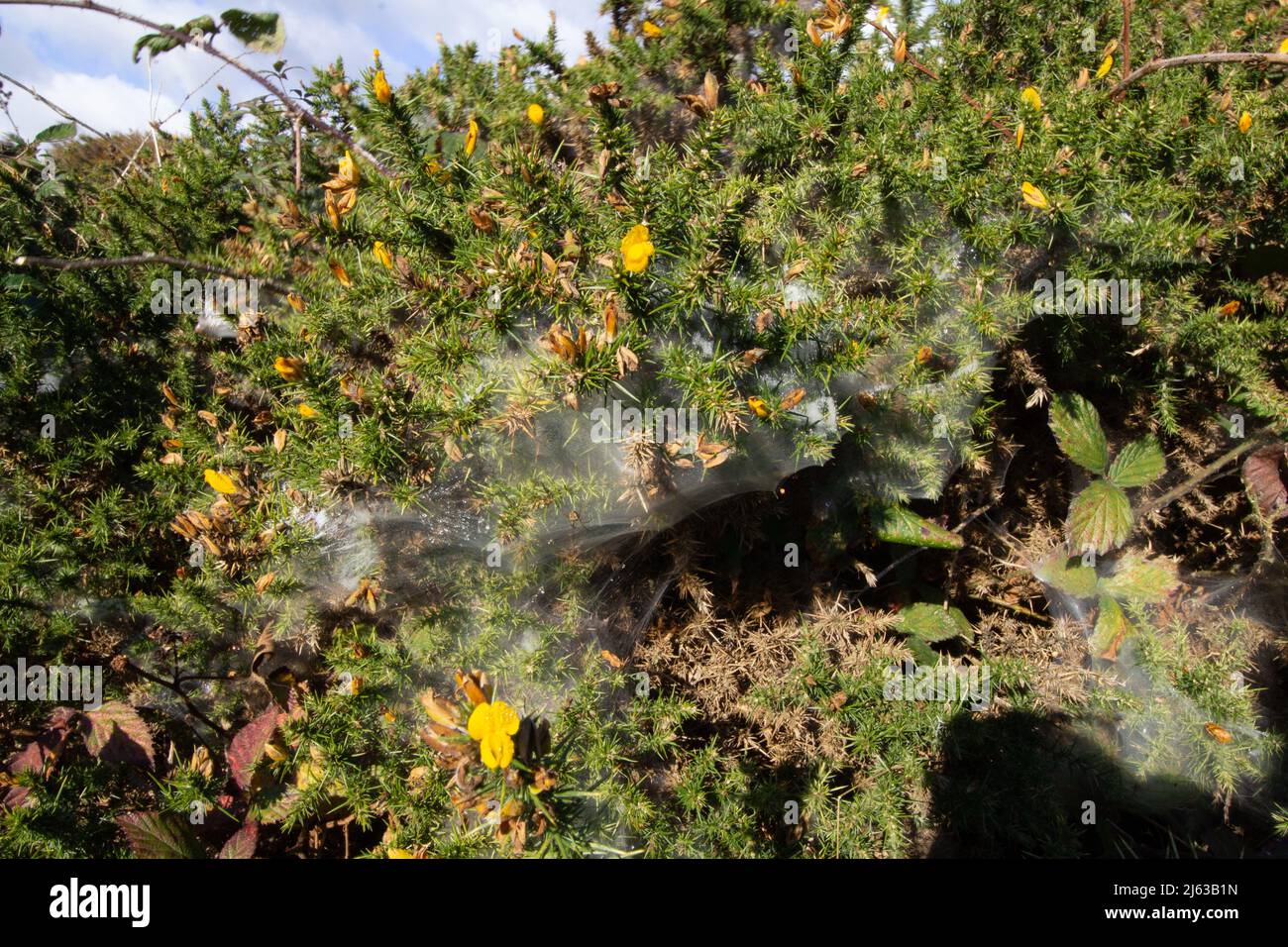Yellow spiders hi-res stock photography and images - Alamy