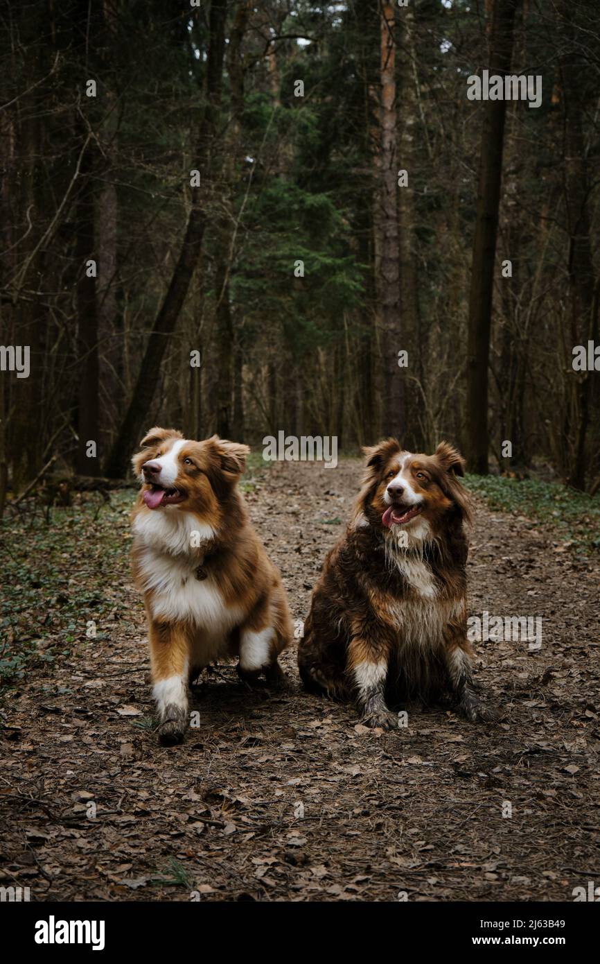 Two Australian Shepherds adult and puppy red tricolor are sitting on ...