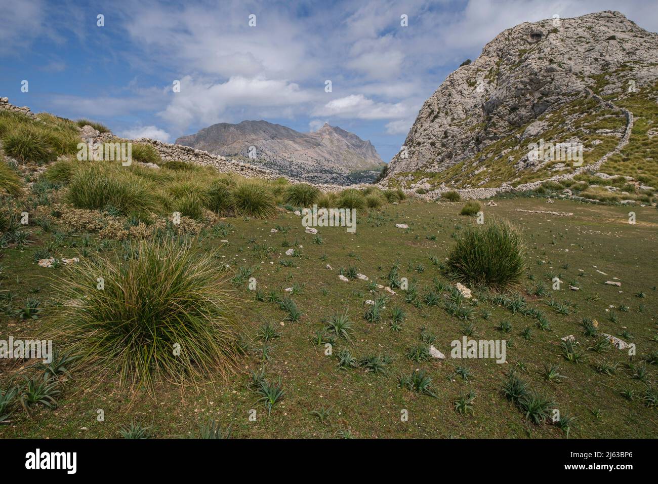 cat's neck, Three Thousand Route, (Tres Mils), Fornalutx, Majorca ...