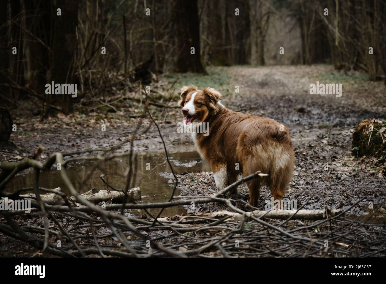 Australian Shepherd red tricolor stands next to puddle in middle of ...