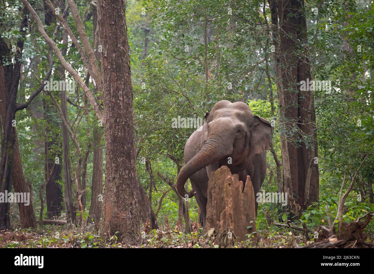 Makhna elephant hi-res stock photography and images - Alamy